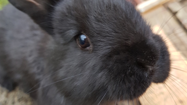 Sauvons les lapins de laboratoire ! - Ulule