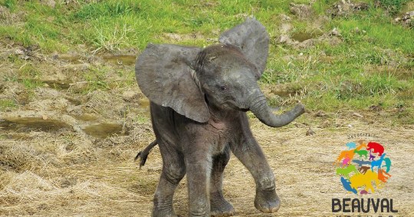 BABYBOOM CHEZ LES ÉLÉPHANTS ! - Ulule