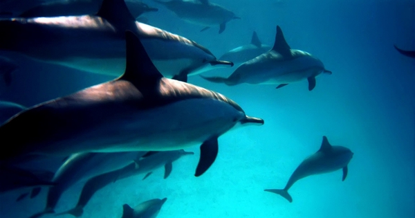 Elouan & les animaux marins: un film pour les kids - Ulule