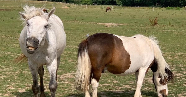SAUVONS NOTRE CENTRE EQUESTRE