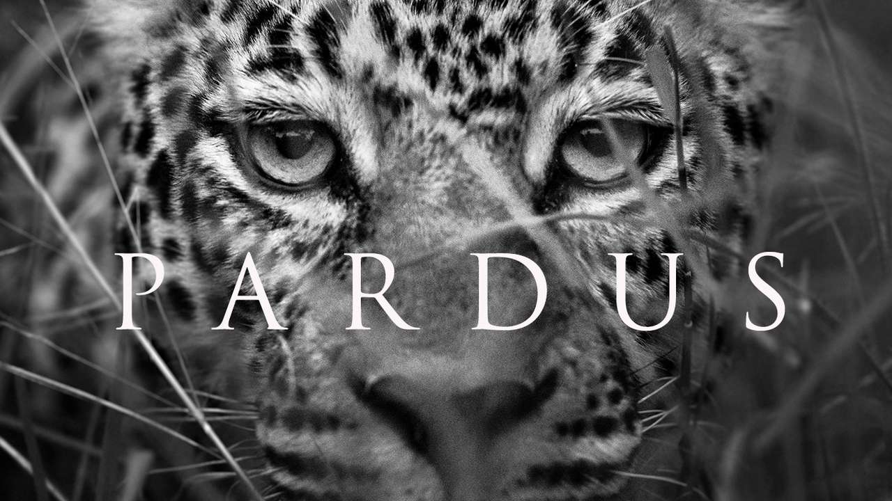 PARDUS - sur la trace du leopard - Ulule