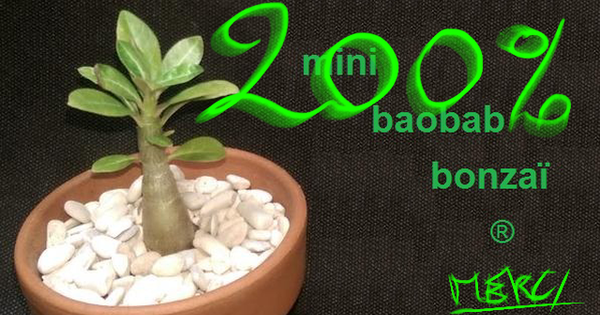 Production du Mini Baobab Bonzaï® - Ulule