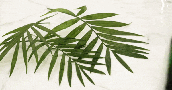 Ysis - Soins authentiques