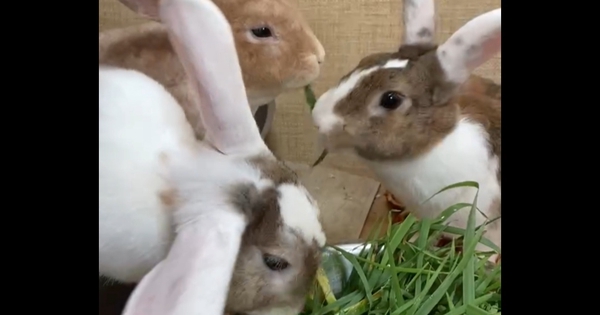 Un paradis pour lapins, construire et aménager un enclos.