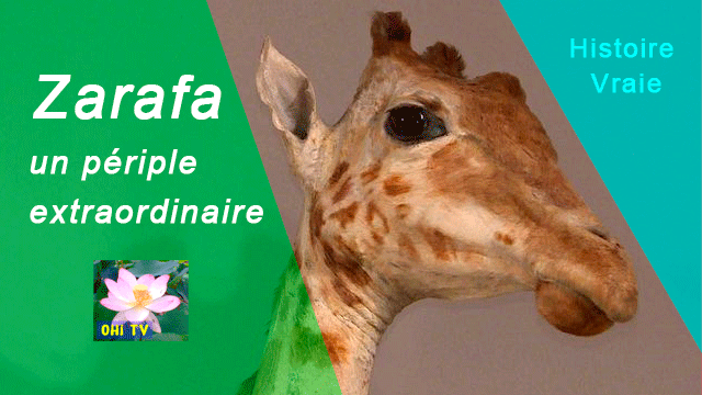 Zarafa, un périple extraordinaire - Ulule