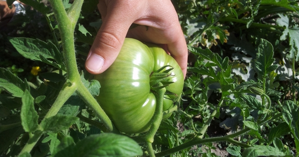 The Vegetable Garden of the Forgotten Varieties