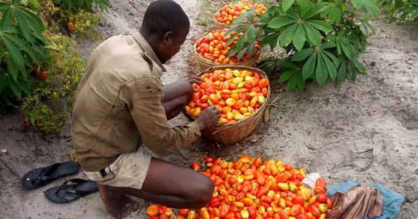 Jus' Co Bénin