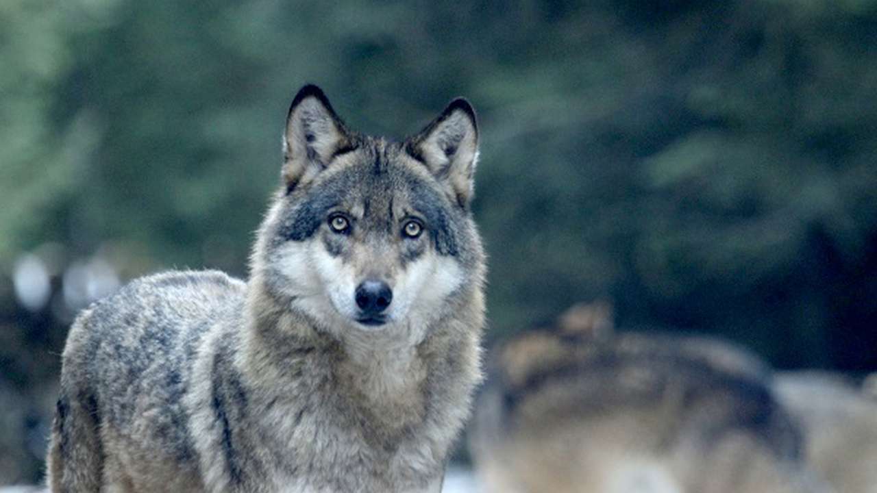 Exposition de photos de loups - Ulule