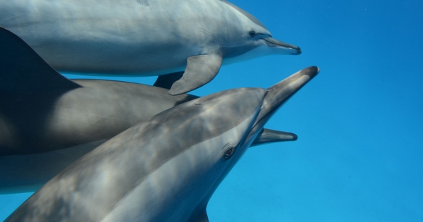 Sauver Sataya-reef, la maison des dauphins