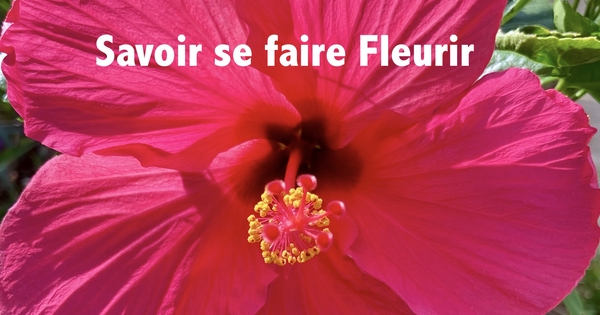 🌱 Aider-moi à AIDER l'HUMAIN en NOUS 🎉 ! - Ulule