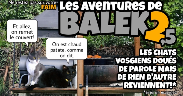 Balek, le chat le plus blasé du web, revient. - Ulule