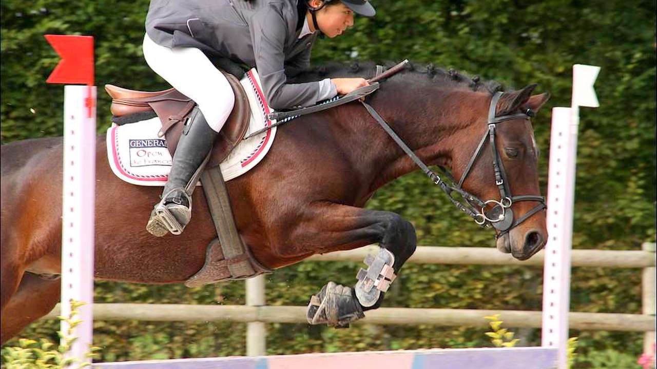Une médaille d'or pour mes derniers Championnats de France de CSO - Ulule