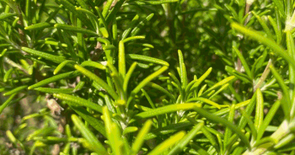 La crème au romarin du Potager du Roi