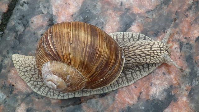 Escargots à gogo - Ulule