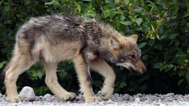 Quand on parle du loup - Ulule