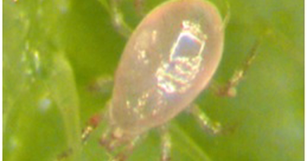 longueur d'un acarien