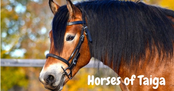 Un cheval Suédois du Nord pour Horses of Taiga - Ulule