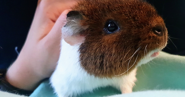 Cours particuliers assistés par l'animal / médiation animale