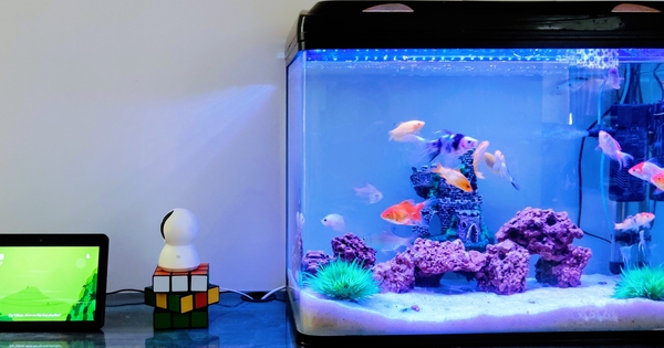 Eden : domotique pour aquarium
