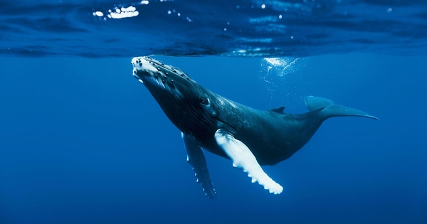 Rencontre avec les baleines.