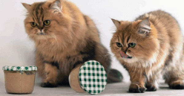 Pâtée pour chat maison