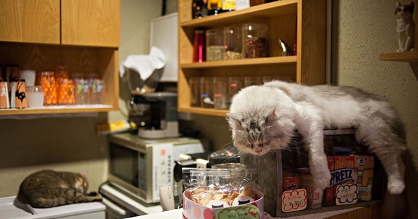 Cat Cafè