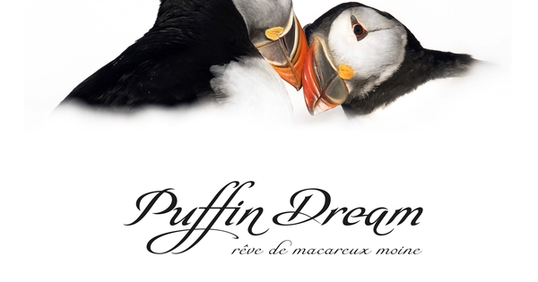 Puffin dream