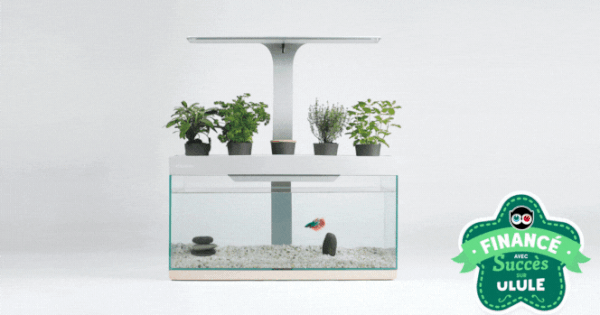 L'Aquarium Potager, un écosystème miniature