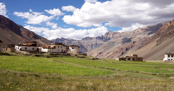 Plantation médicinale au "Petit Tibet"