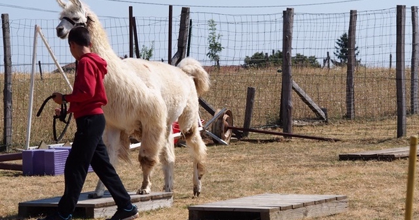 Des lamas, une nurserie, un nouveau défi