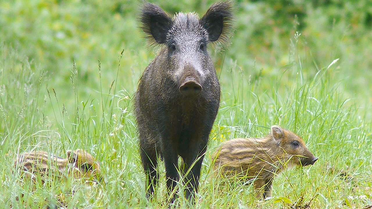 Observer le sanglier... - Ulule