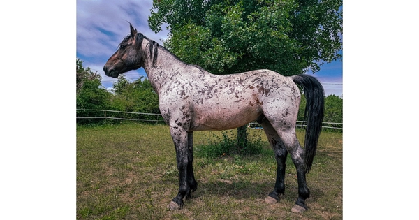 Rigth Pace Shadow - Ulule