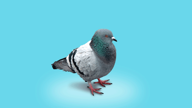 Pigeon Flying Gif