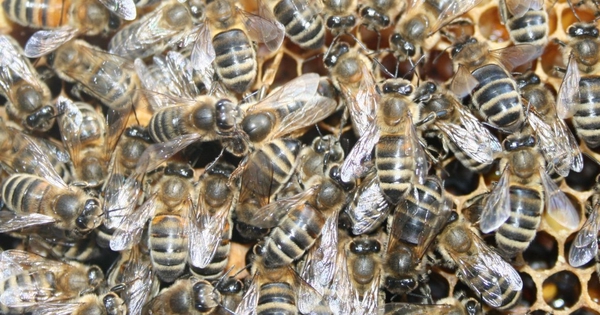 Application apicole - Ulule