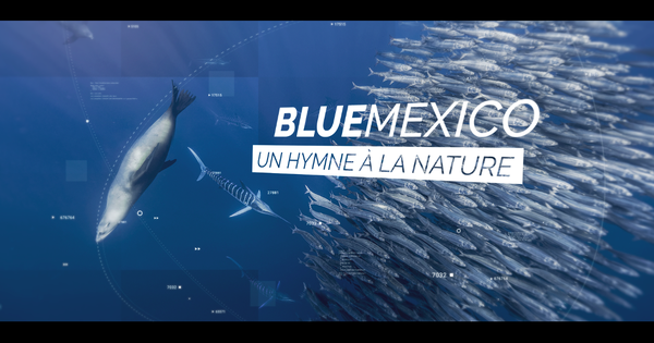 BLUE MEXICO - Ulule