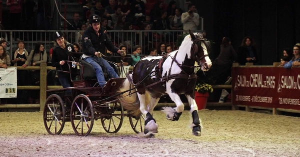 Des boxes pour les IRISH COB