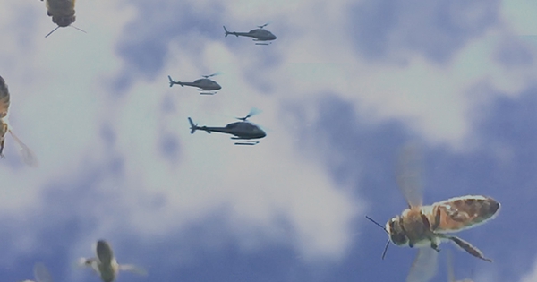 Bee Wars // Episode I & II - Ulule