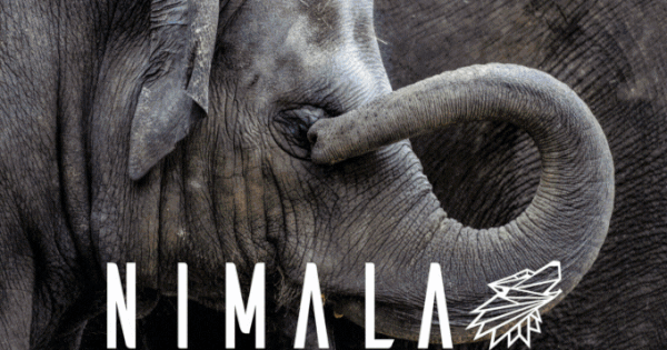 NIMALA, l'animal qui sommeille en toi.