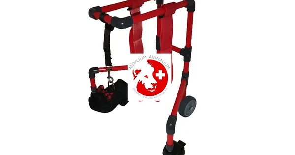Créer un Kit Trotteur/Chariot pour petits animaux handicapés - Ulule