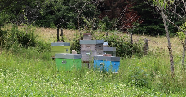 L' Aventure du Rucher Rousset