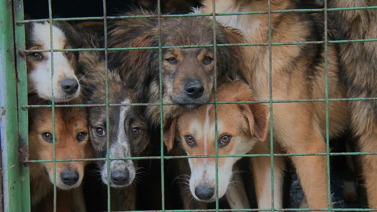 Sarajevo : la mafia des chiens errants