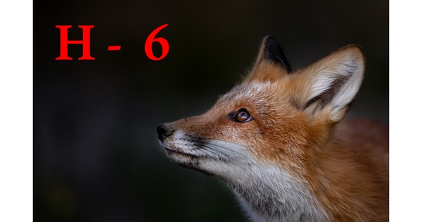 H - 6 !! Renard l'incompris - Exposition photographique