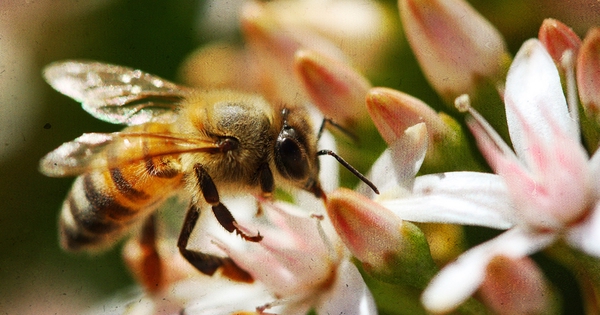 Bees and the City: Making Montreal Buzzz!