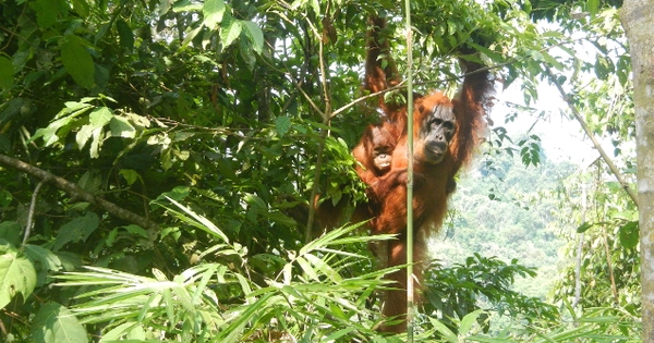 Sumatra Rise Up project