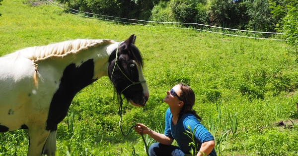 Un cheval pour l'Equithérapie
