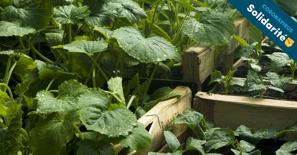 Les bons plants de Marie
