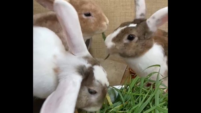 Un paradis pour lapins, construire et aménager un enclos. - Ulule