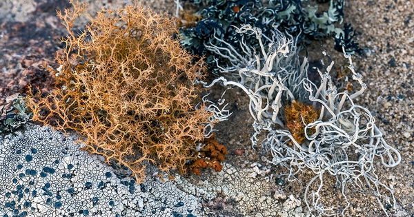 Homo Lichen