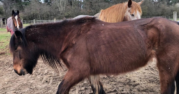 Sauvetage de 5 chevaux en urgence