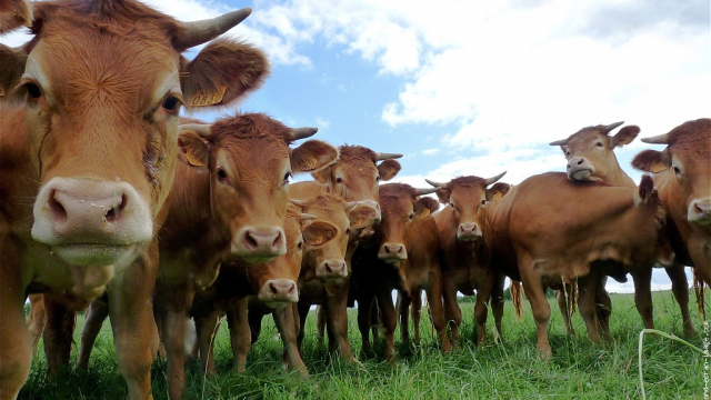 image des vaches - Image De